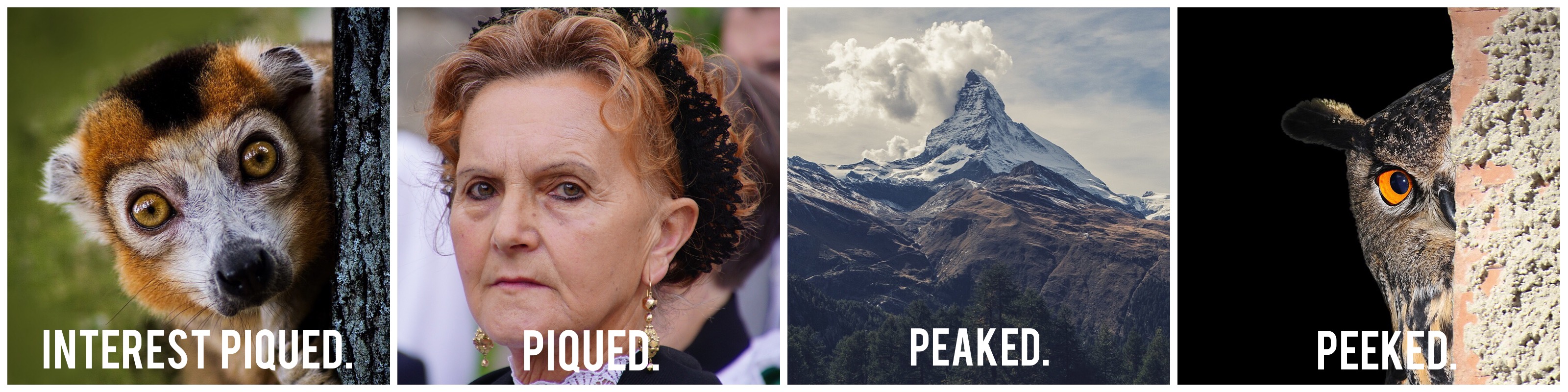 A Fit of Pique. – WordyNerdBird